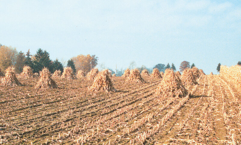 Cutters and Binders Eased Cutting Corn by Hand - Farm Collector